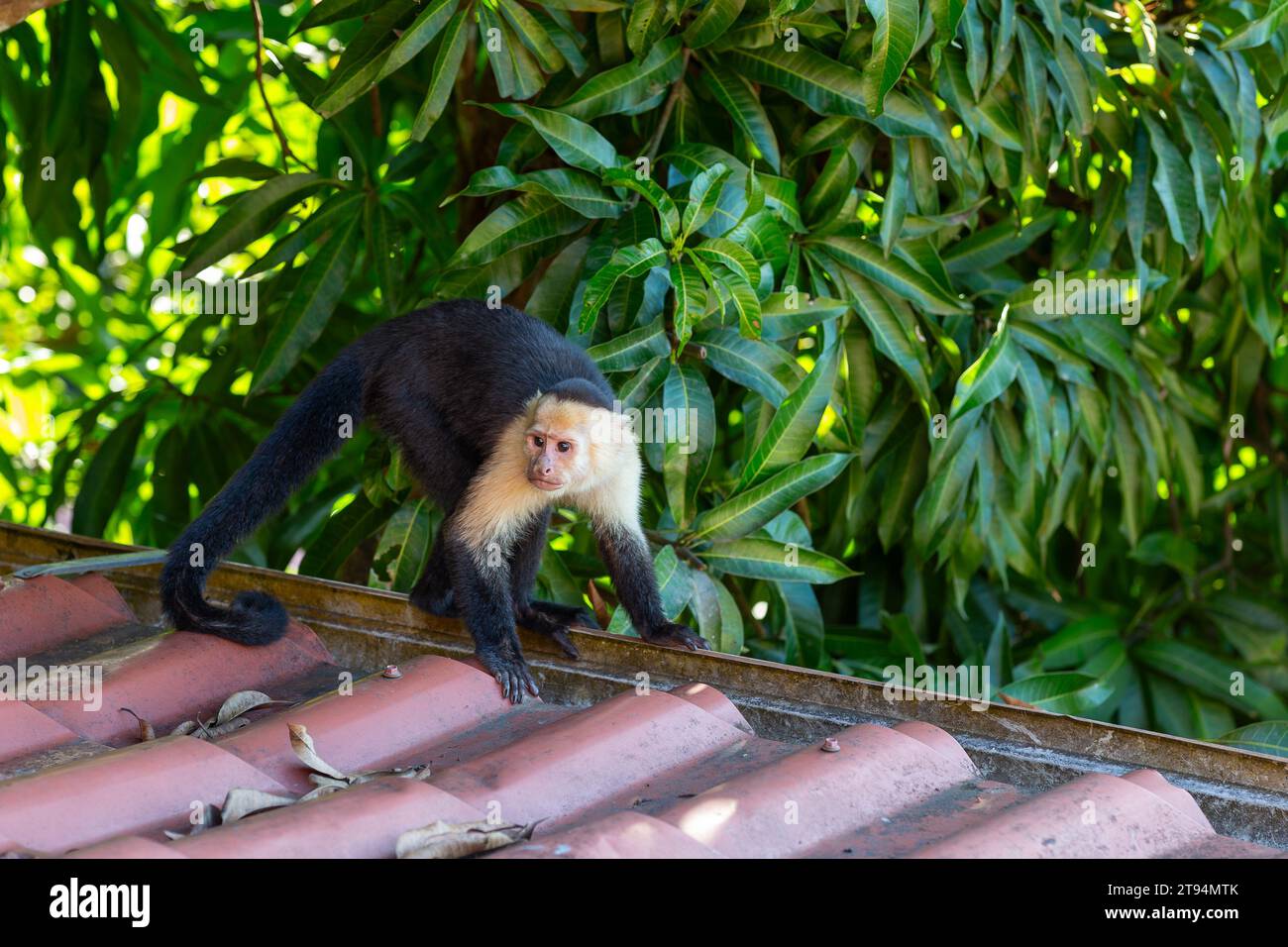 A wild capuchin monkey moving along the edge of a rooftop in Costa Rica ...