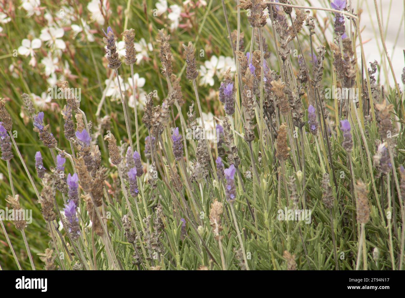 Healthy and Vivid Lavender Plant Stock Photo - Alamy