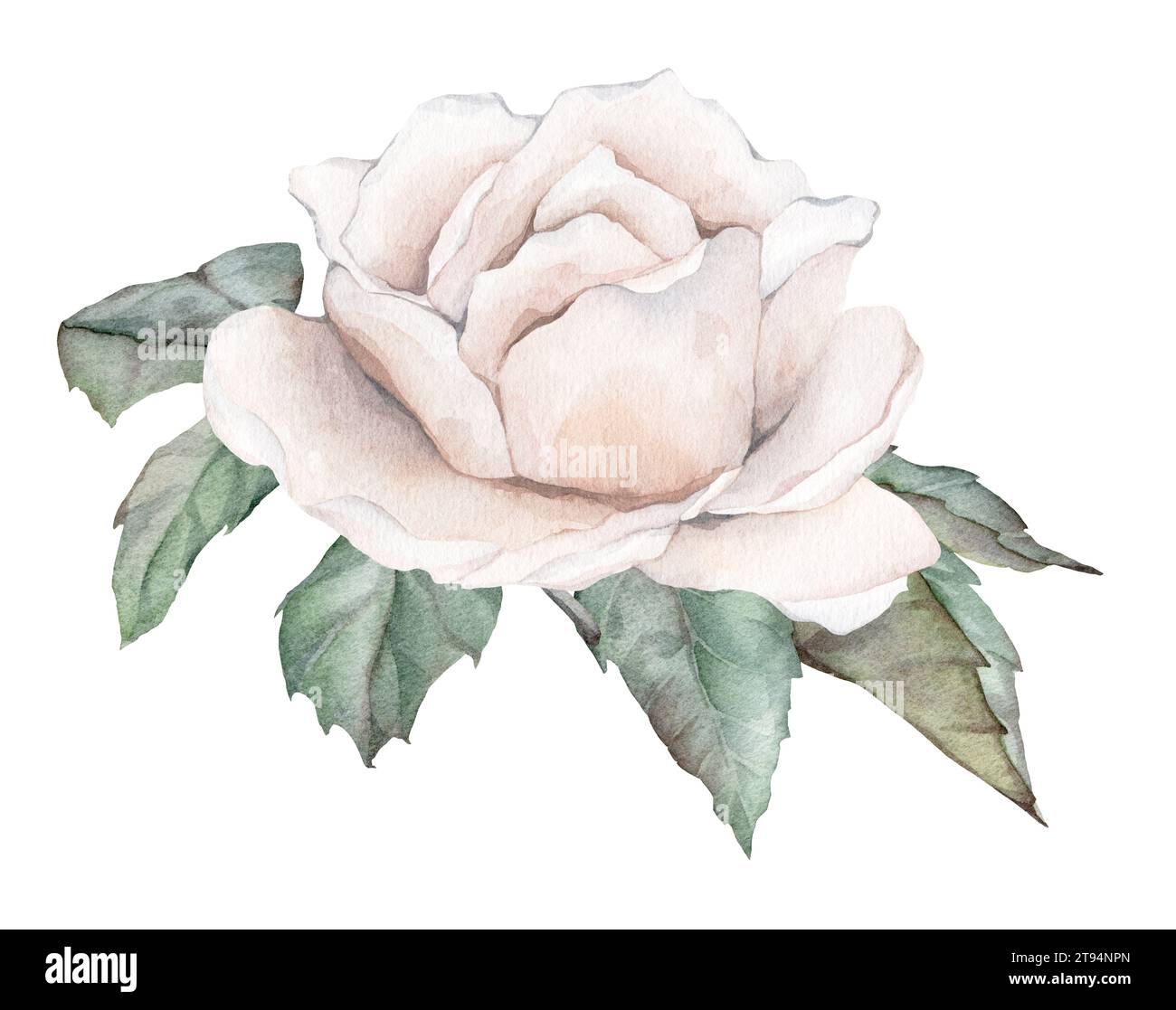 White roses watercolor illustration. hand drawn, isolated white ...