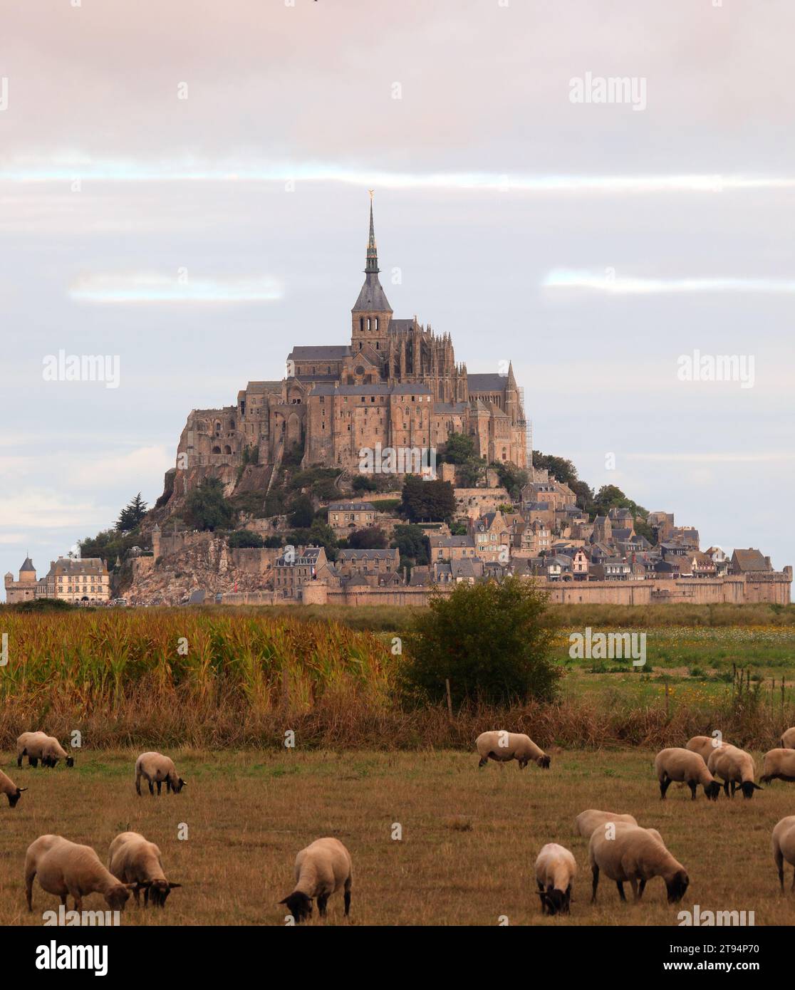 Flock of Sheep and the ancient Abbey of Mont Saint Michel in the ...
