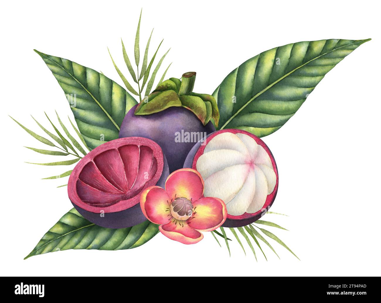 Mangosteen with palm leaves and flowers. Watercolor hand drawn ...