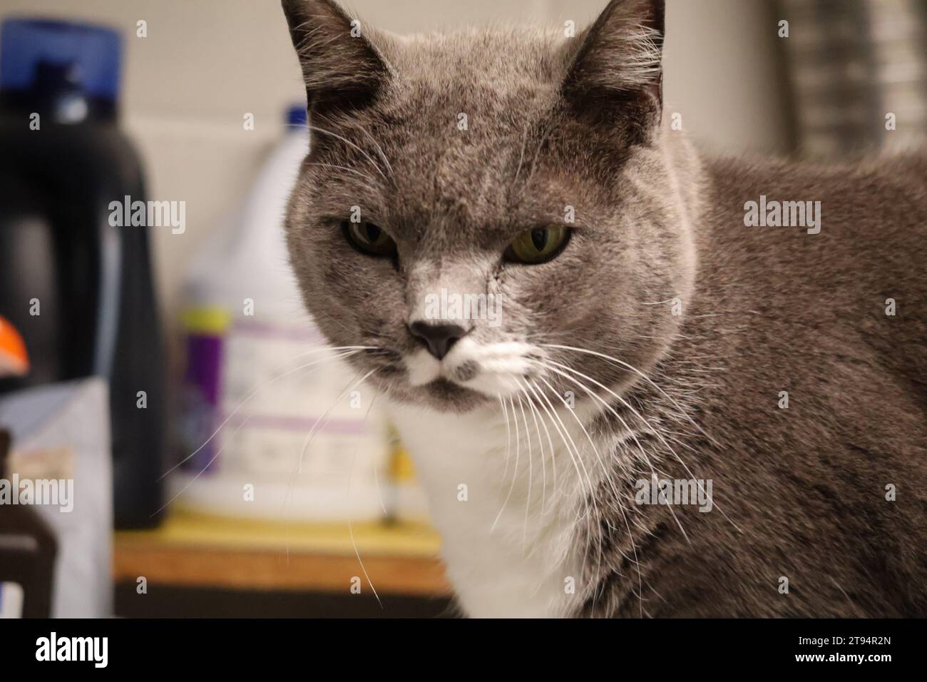 Cat looking into lens hi-res stock photography and images - Alamy