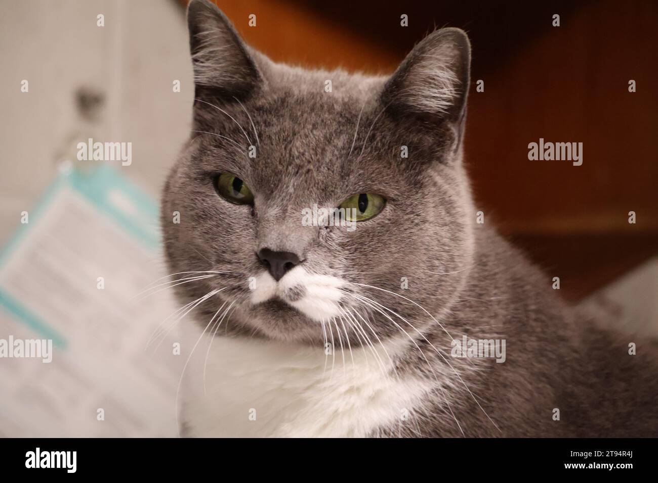A close-up of a beautiful gray and white cat with a distinctive black ...