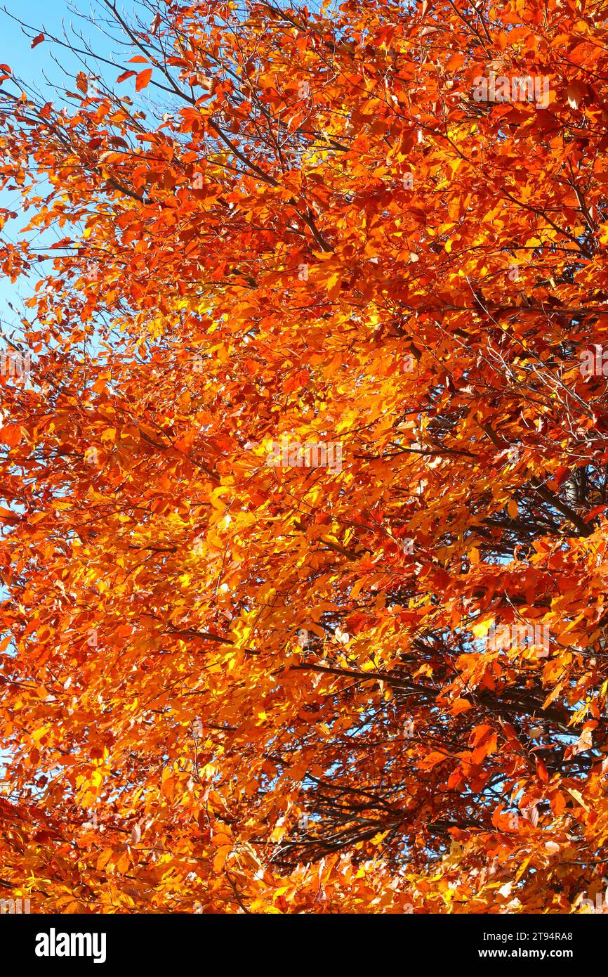 Natural autumn background with the red yellow and orange leaves of the ...