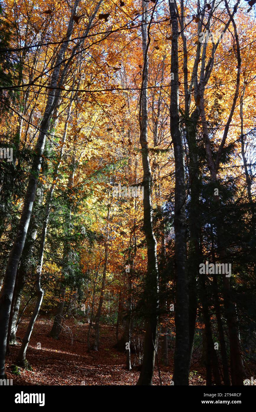 path covered with deciduous leaves in the middle of the autumn forest ...