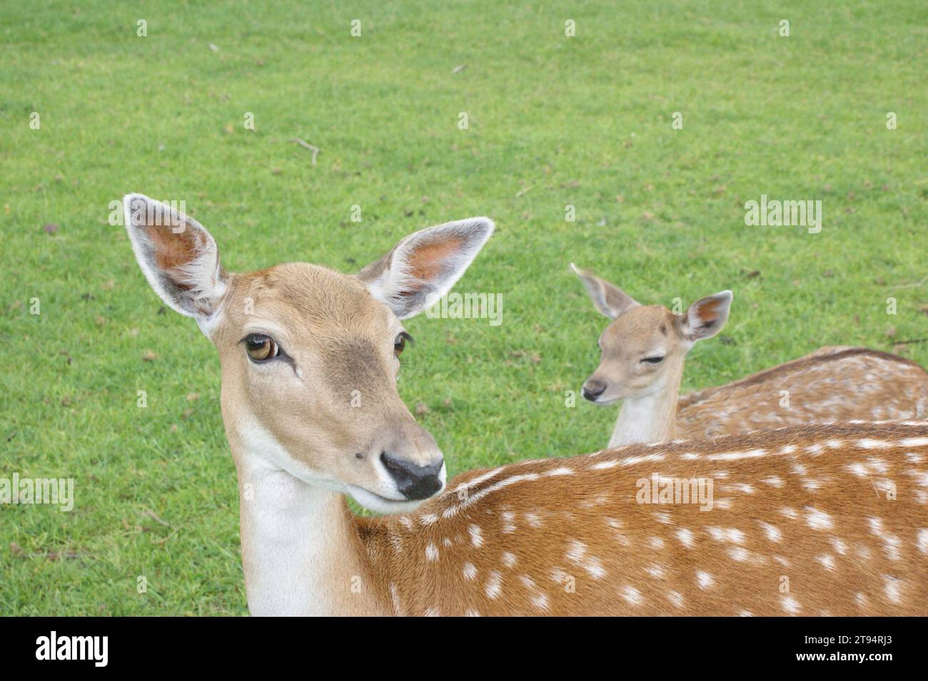 Fallow deer fawn and doe together in a grassland landscape close up ...