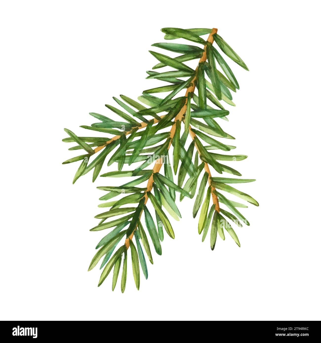 Watercolor illustration fir tree branches. Vector. Winter holiday clip ...