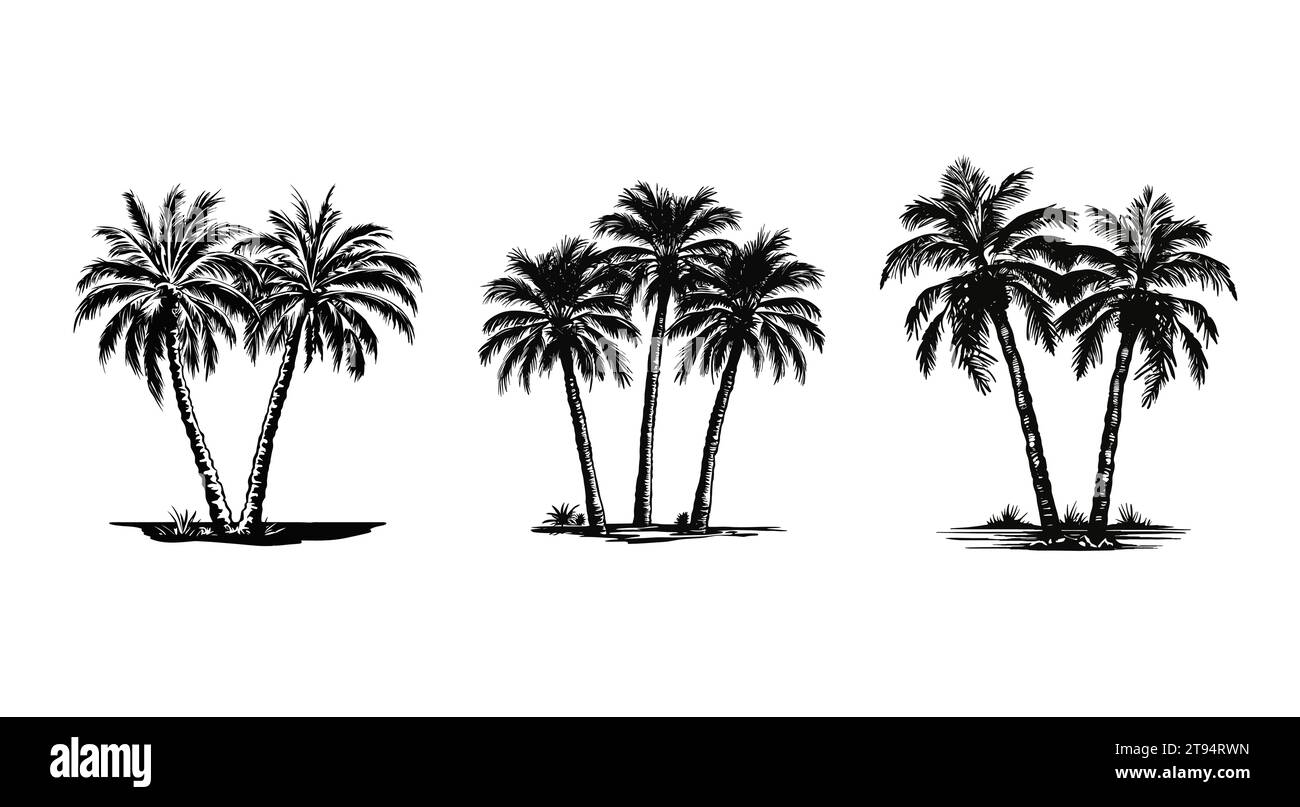 isolated palms trees ink illustration collection Stock Vector Image ...