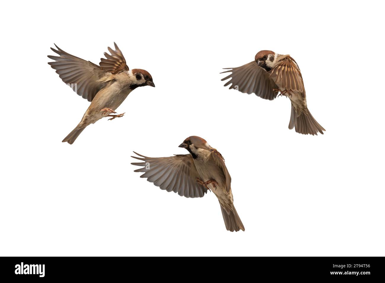 set of photos of birds sparrows flying on isolated white background ...