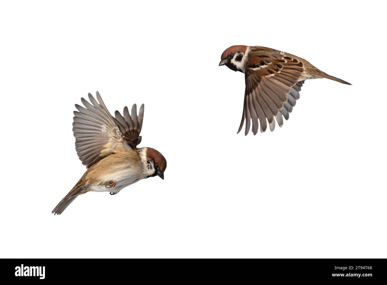 set of photos of two birds sparrows flying on isolated white background ...