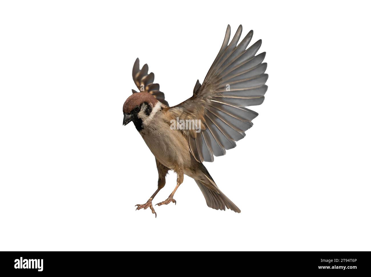 bird sparrow flying on isolated white background spreading feathers and ...