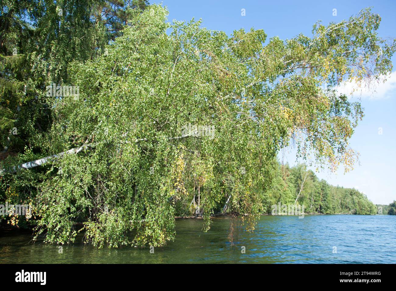 The early Autumn view of a leaning birch tree over Baltis Lake ...