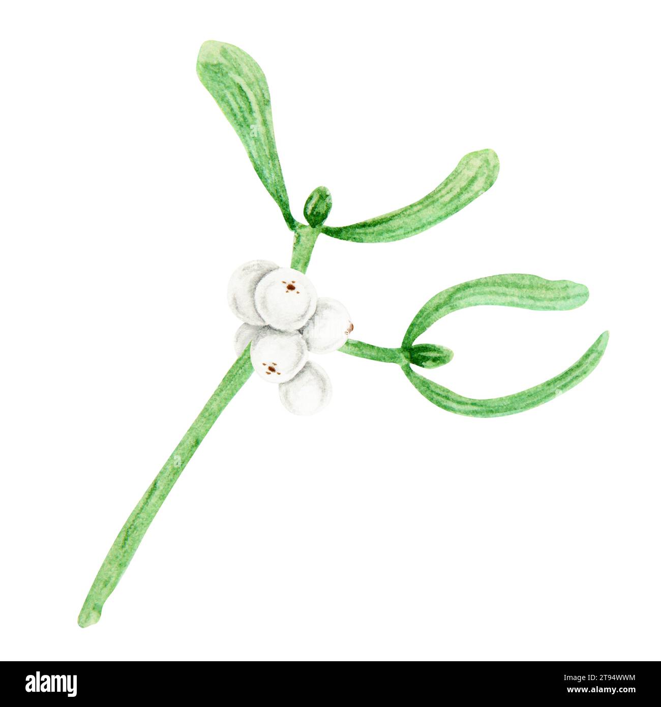 Mistletoe branches and berries. Watercolor hand drawn botanical ...