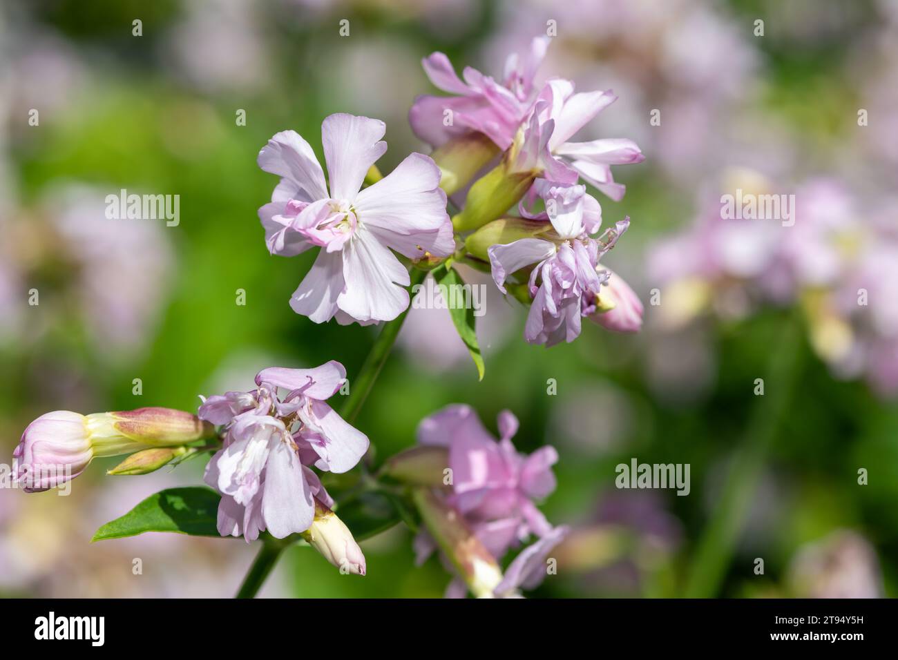 Close up of wild sweet William (saponaria officinalis) flowers in bloom ...