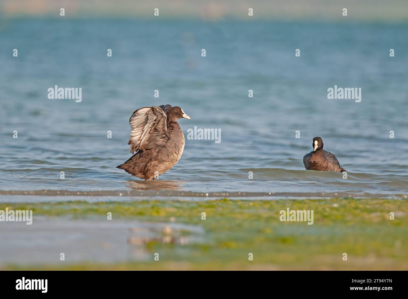 Eurasian Coot (Fulica atra) cleaning its feathers in the lake Stock ...