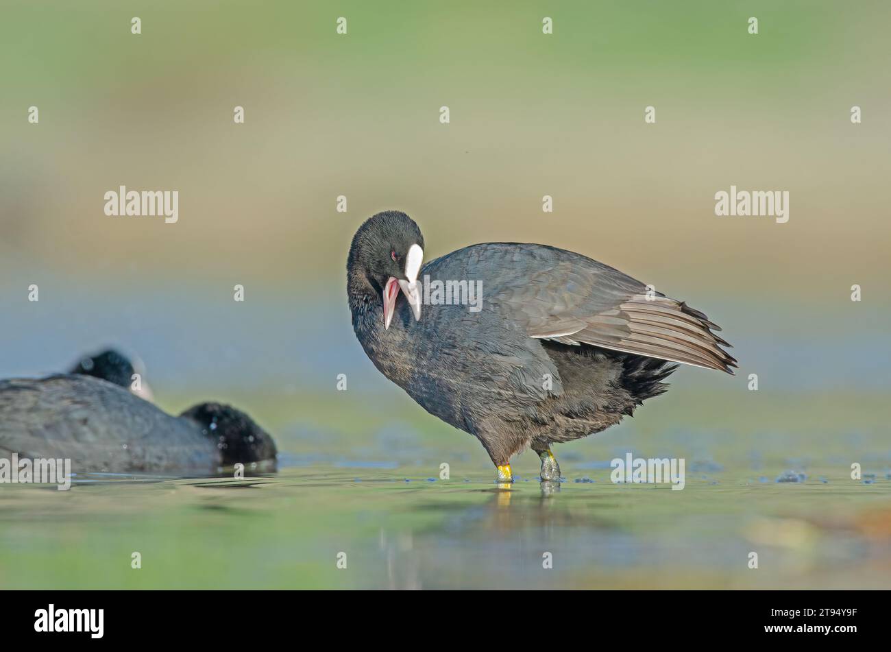 Eurasian Coot (Fulica atra) cleaning its feathers in the lake Stock ...