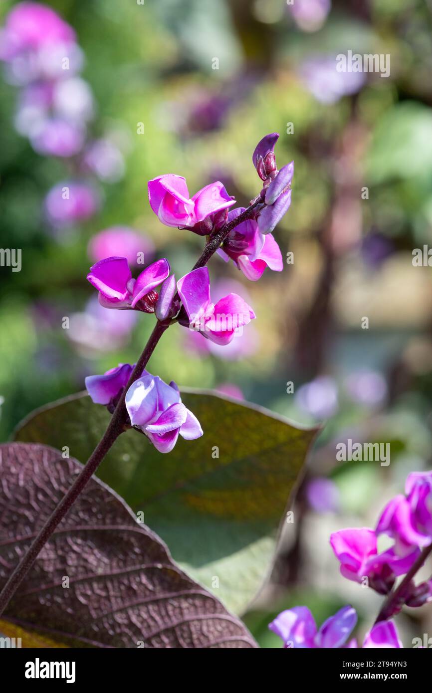 Close up of hyacinth bean (lablab purpurea) flowers in bloom Stock ...