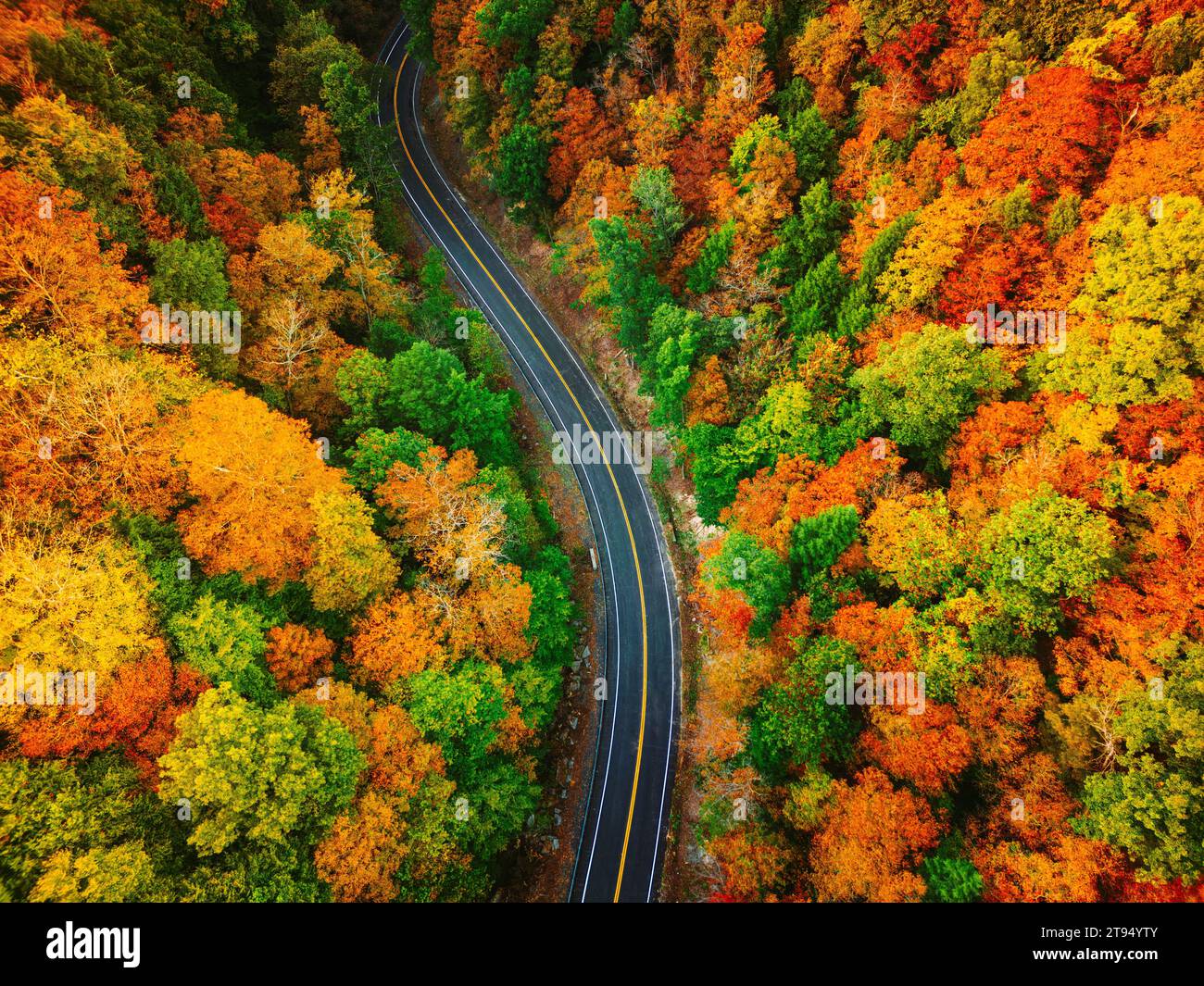 Drone point of view of the curvy roads during fall foliage in Upstate ...