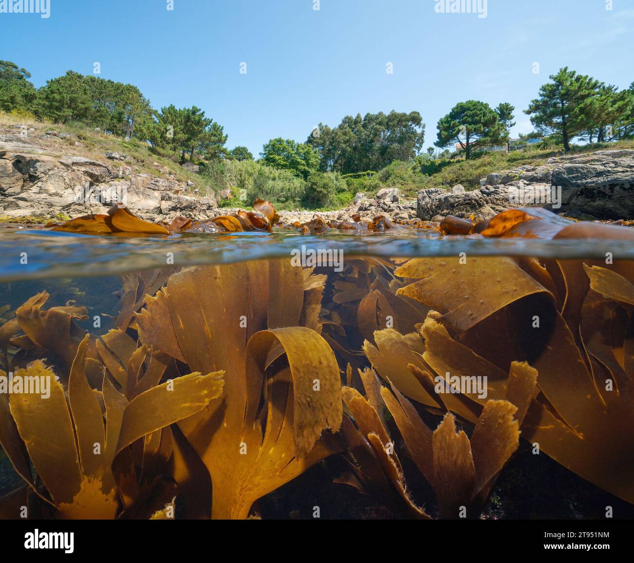 Coastline and kelp seaweed underwater in the Atlantic ocean, split ...