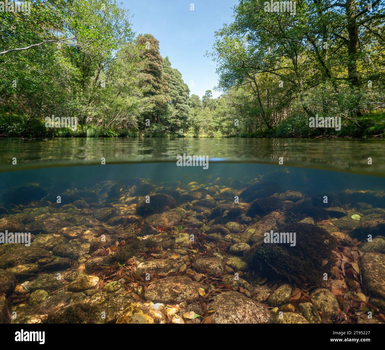 Wild river lined by trees with rocks underwater, split view over and ...