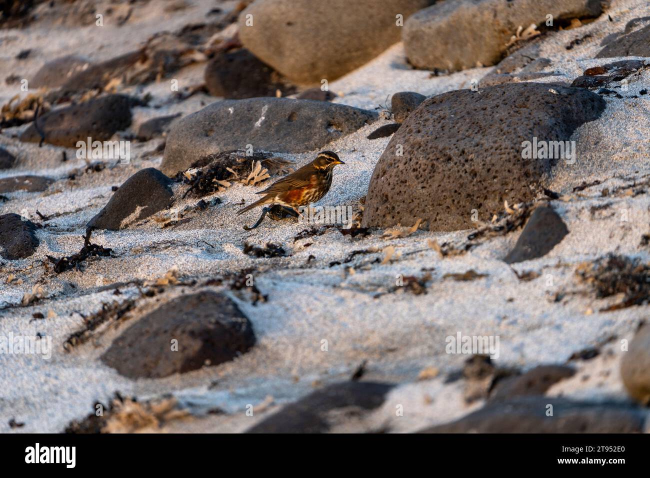 Turdus iliacus Family Turdidae Genus Turdus Redwing wild nature bird ...