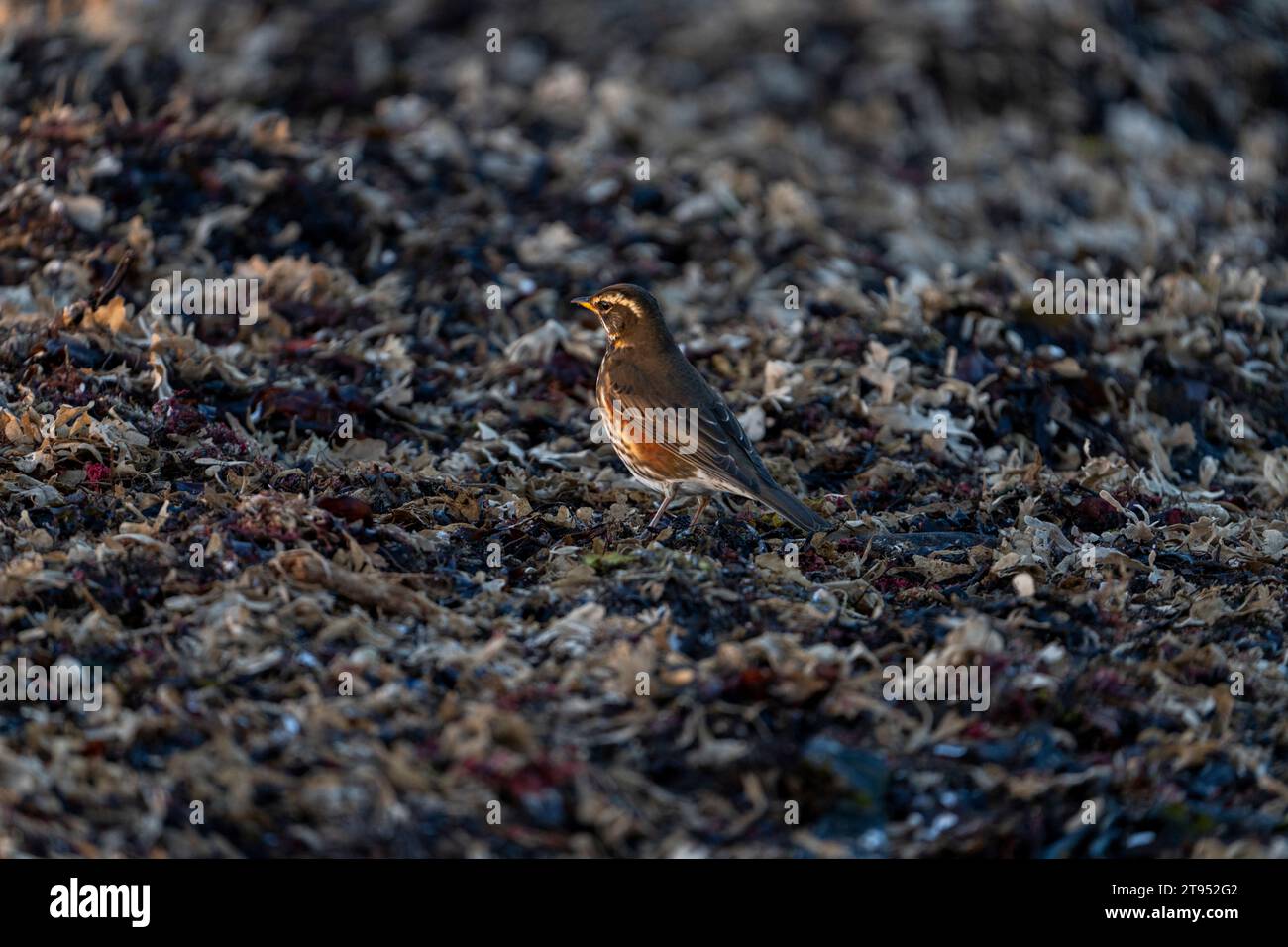 Turdus iliacus Family Turdidae Genus Turdus Redwing wild nature bird ...