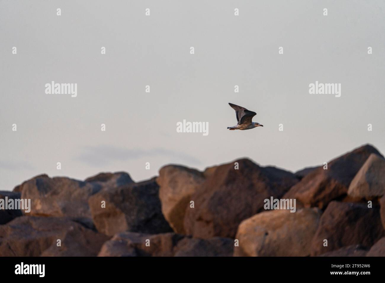 Flying young Larus fuscus Family Laridae Genus Larus Lesser black ...