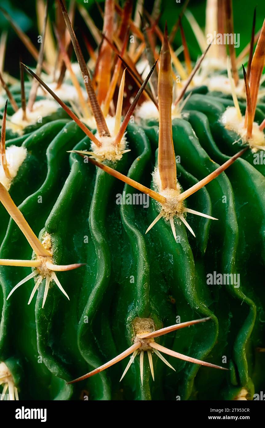 Echinofossulocactus tricuspidatus, Cactaceae. Ornamental succulent ...