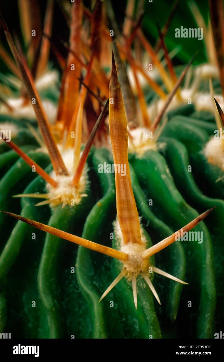 Echinofossulocactus tricuspidatus, Cactaceae. Ornamental succulent ...