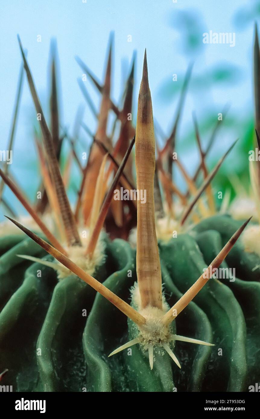Echinofossulocactus tricuspidatus, Cactaceae. Ornamental succulent ...