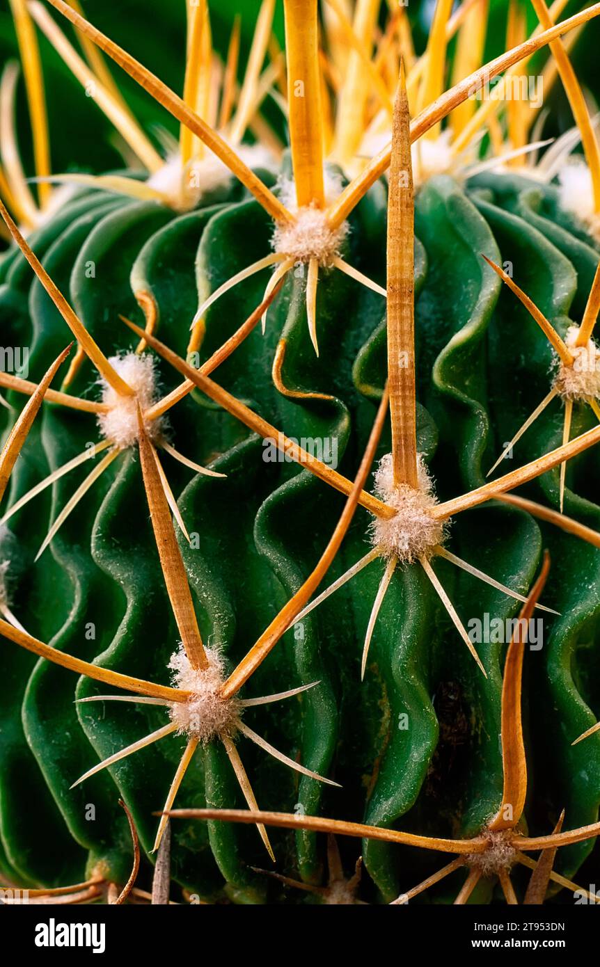 Echinofossulocactus tricuspidatus, Cactaceae. Ornamental succulent ...