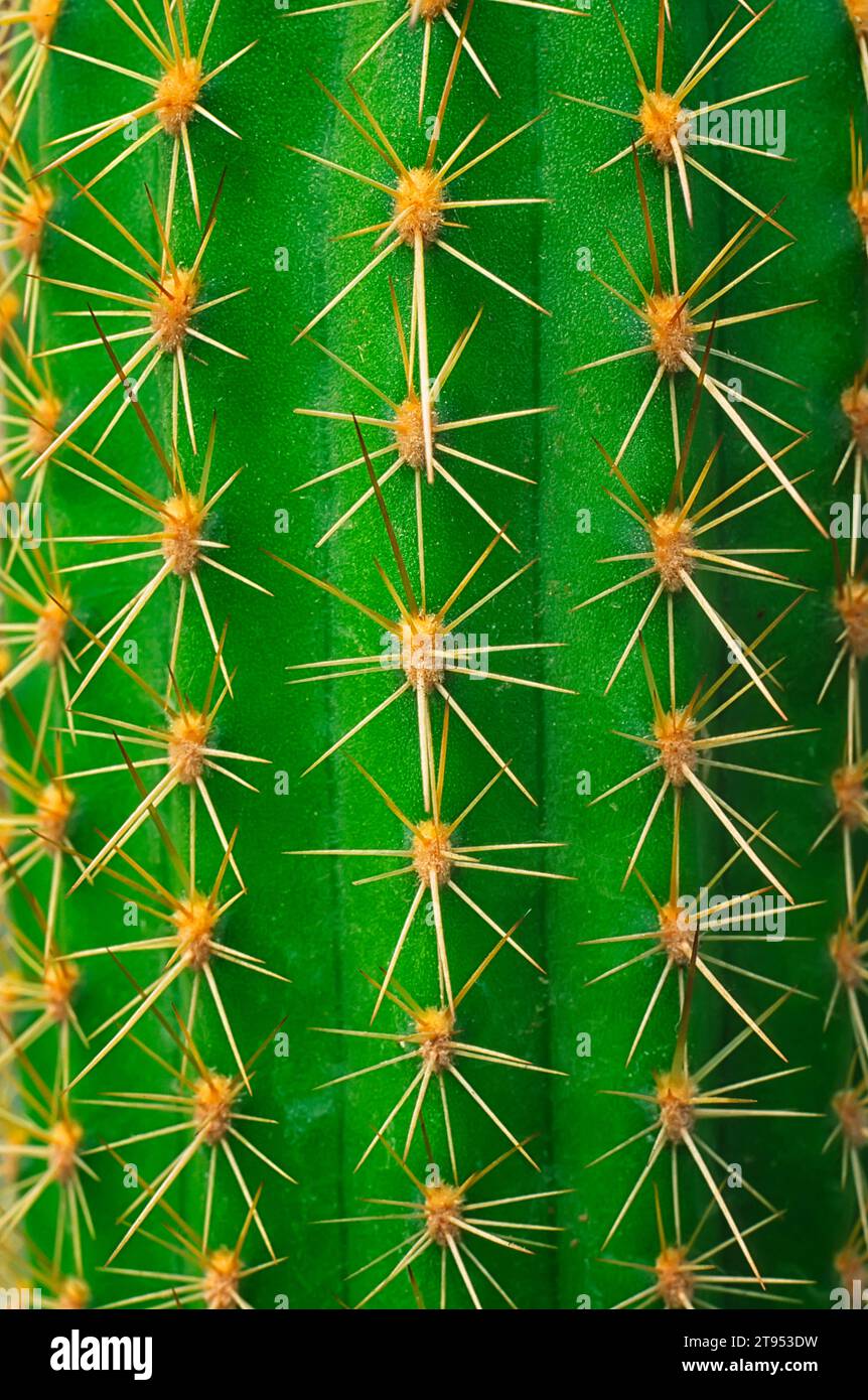 Trichocereus sp., Cactaceae. Ornamental succulent plant. peel and ...