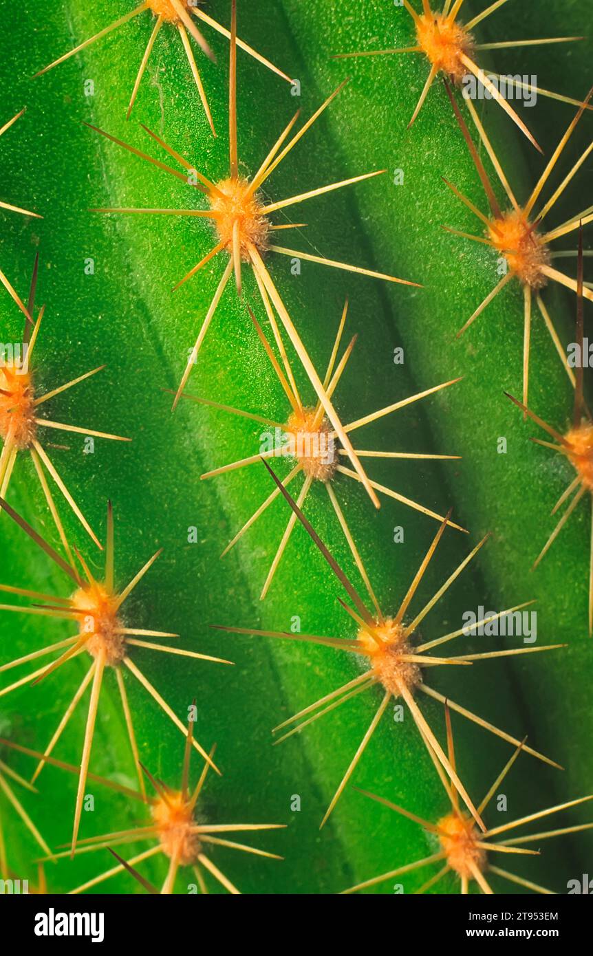 Trichocereus sp., Cactaceae. Ornamental succulent plant. peel and ...