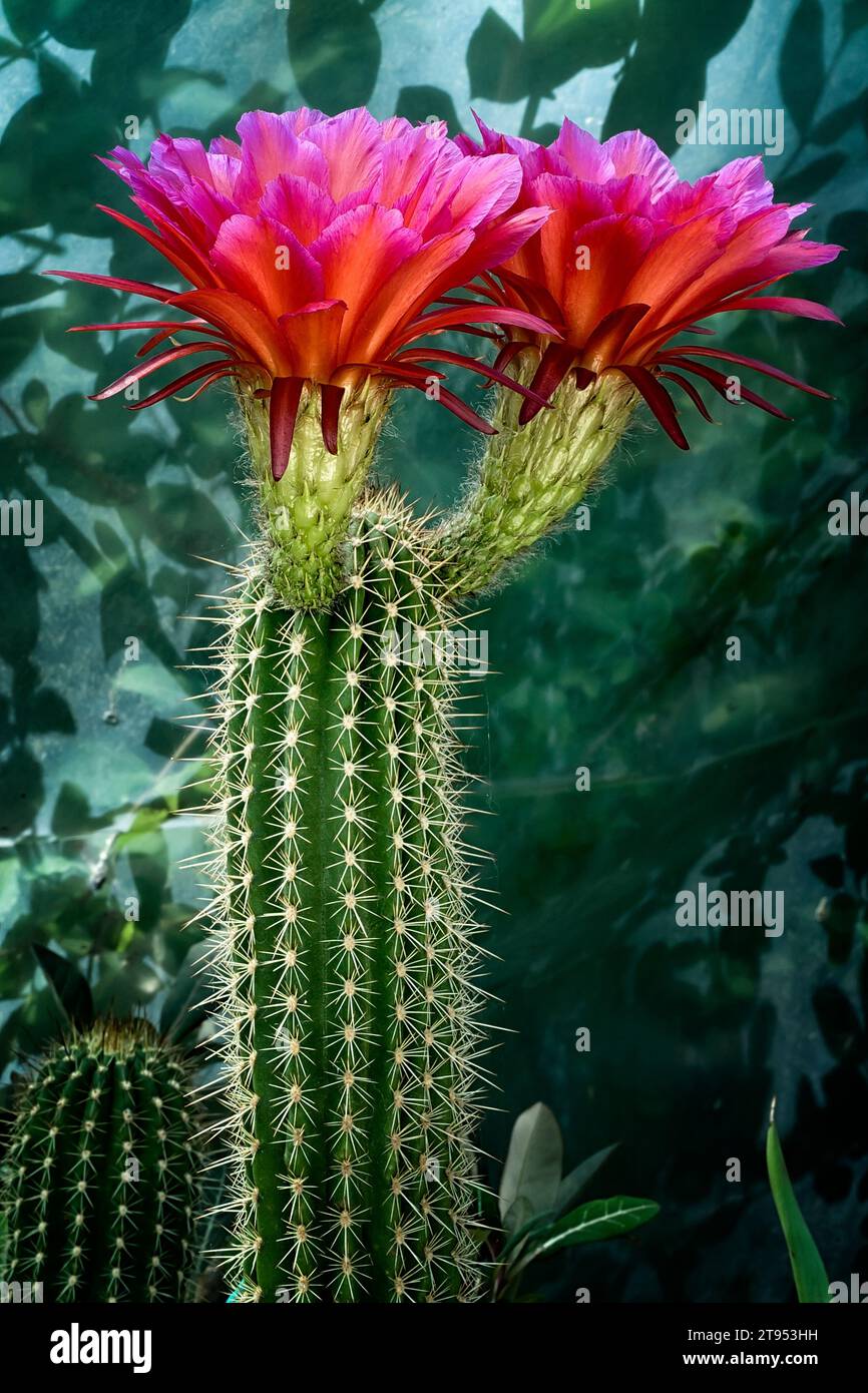 Trichocereus hybrid; Cactaceae. Ornamental succulent plant. columnar ...