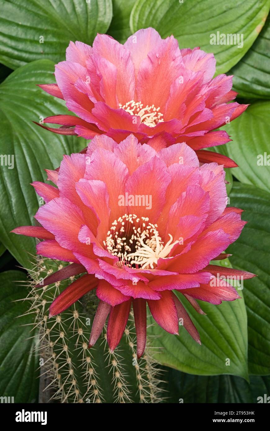 Trichocereus hybrid; Cactaceae. Ornamental succulent plant. columnar ...