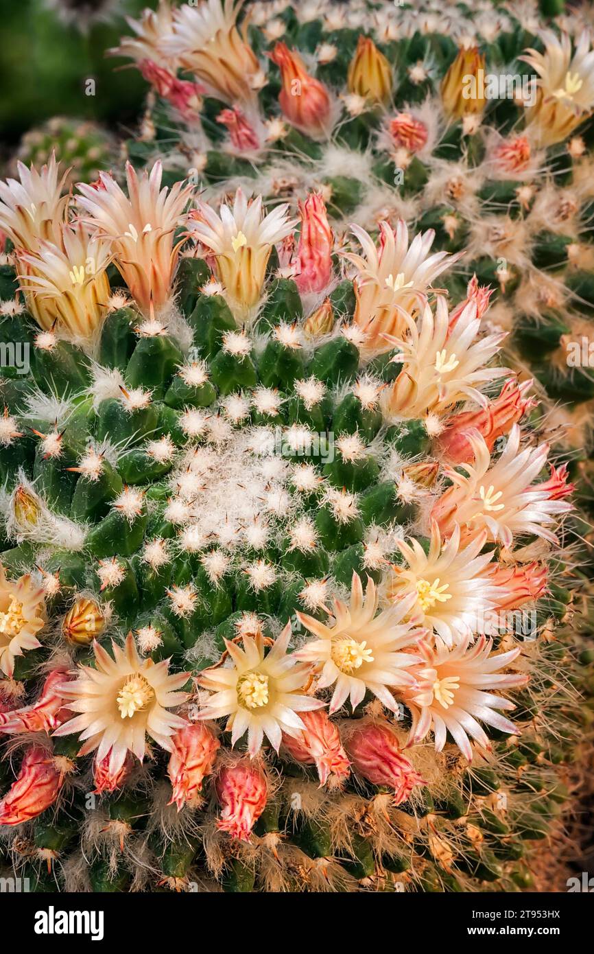 Mammillaria karwinskiana ssp. nejapensis; Cactaceae. Ornamental ...
