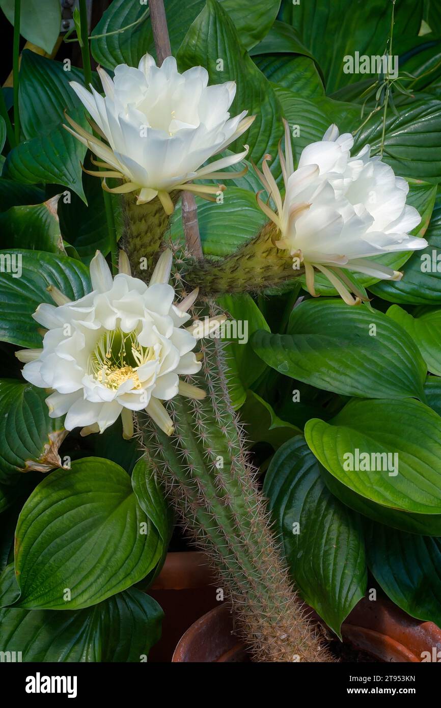 Trichocereus spachianus; Cactaceae. Ornamental succulent plant ...