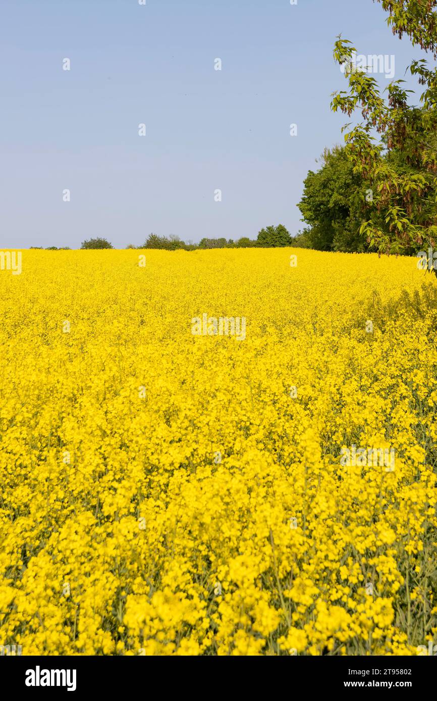 Fields of golden rapeseed flowers in Germany Stock Photo - Alamy