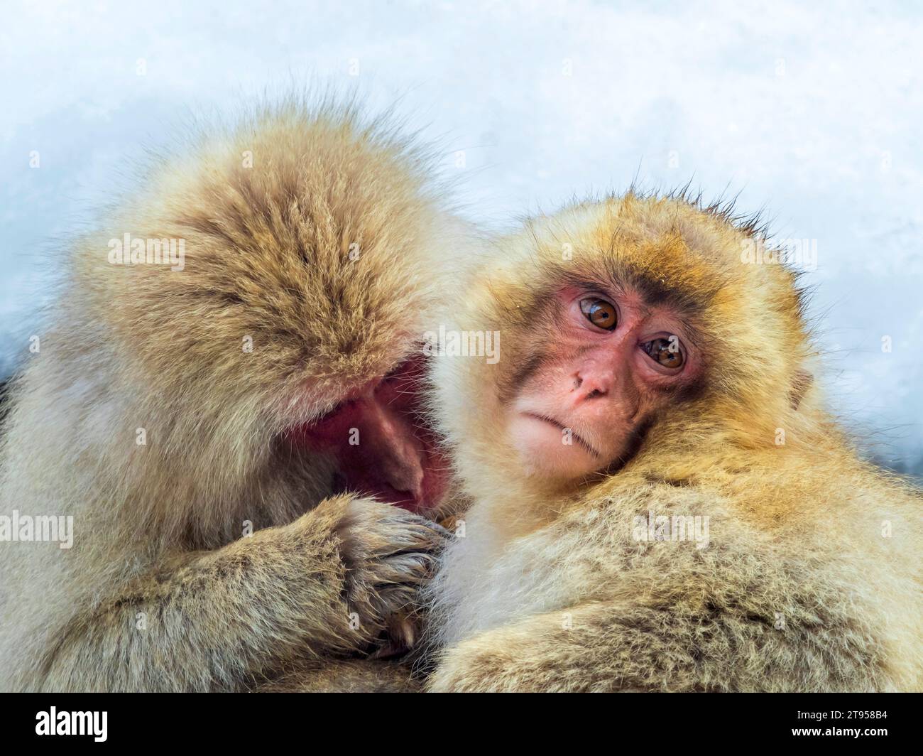 Japanese macaque, snow monkey (Macaca fuscata), two snow monkeys ...