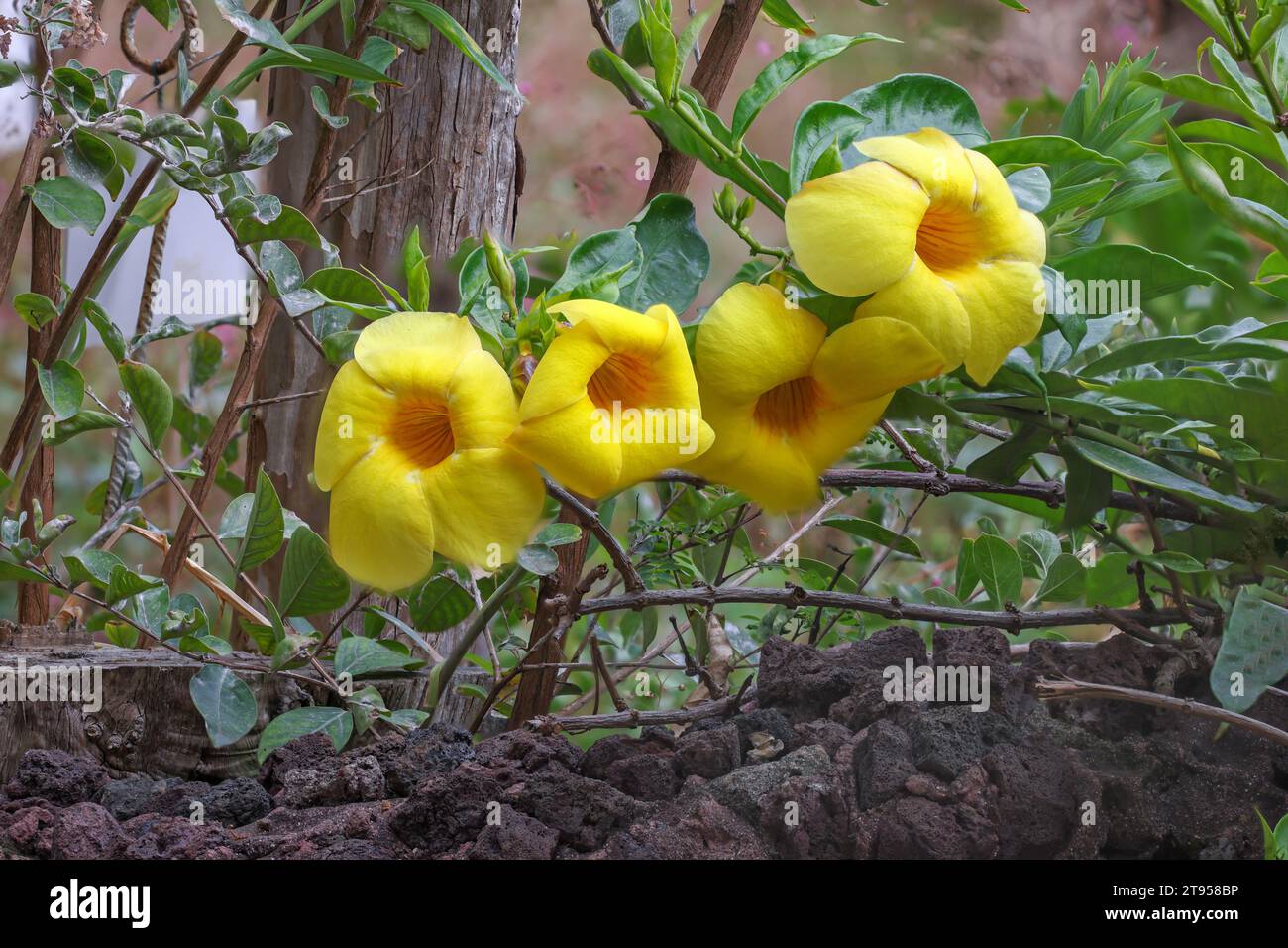 golden trumpet (Allamanda cathartica), blooming, Madeira Stock Photo ...
