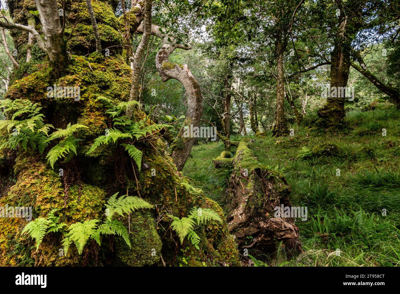 Glenveagh National Park,, Donegal, Ireland, Europe Stock Photo - Alamy