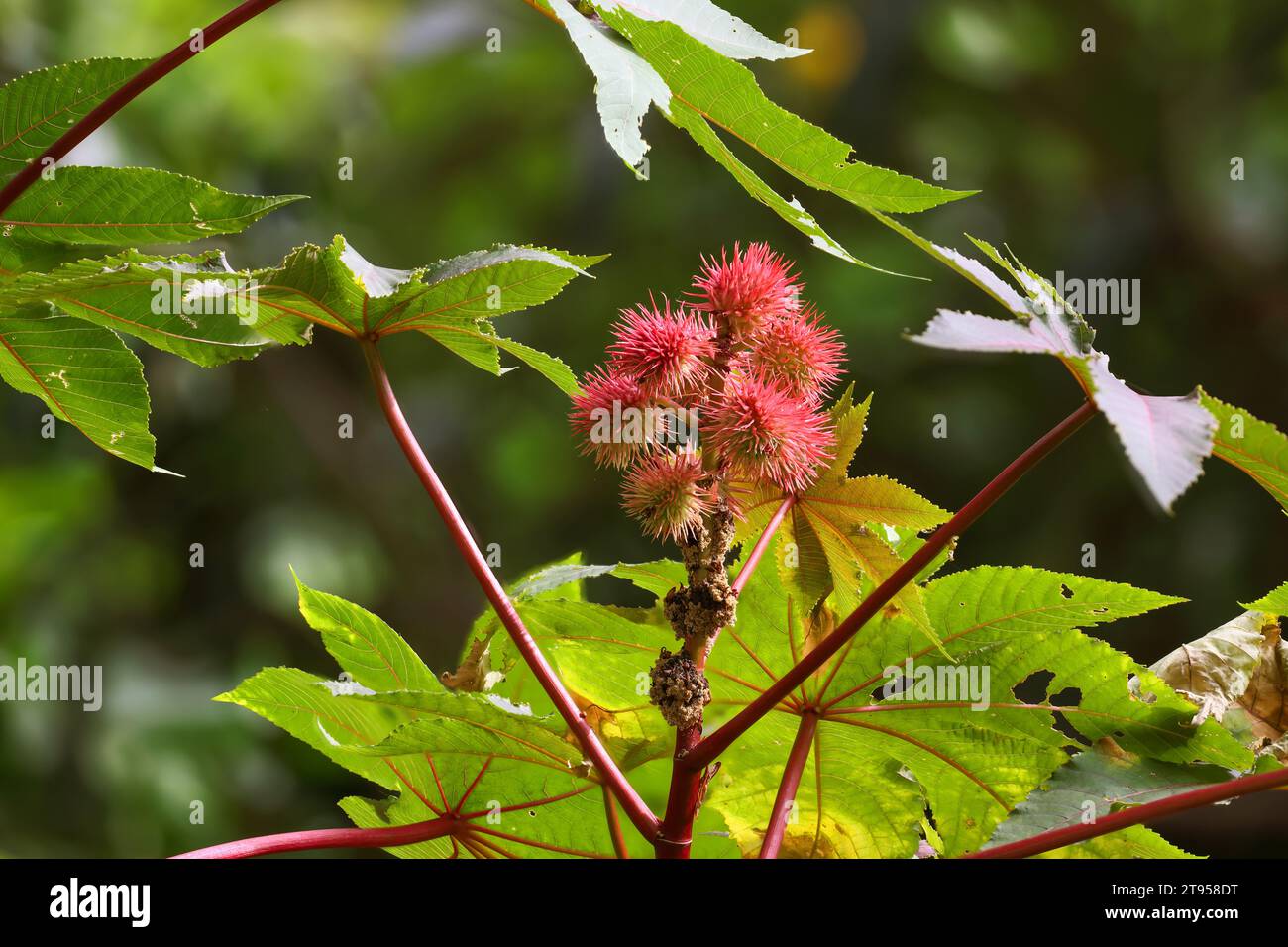 castor-oil plant, castor oil plant, ricin, Castor bean, Castorbean ...