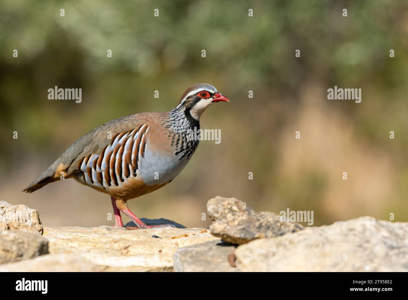 Red legged partridge hi-res stock photography and images - Alamy