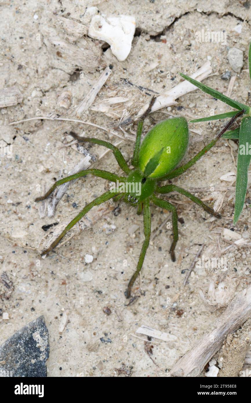 huntsman spider (Micrommata ligurina, Micrommata ligurinum, Sparassus ...