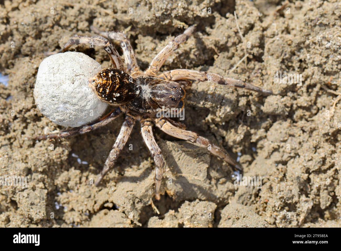 Tarantel-Geolycosa-vultuosa (Geolycosa vultuosa), female with cocoon ...