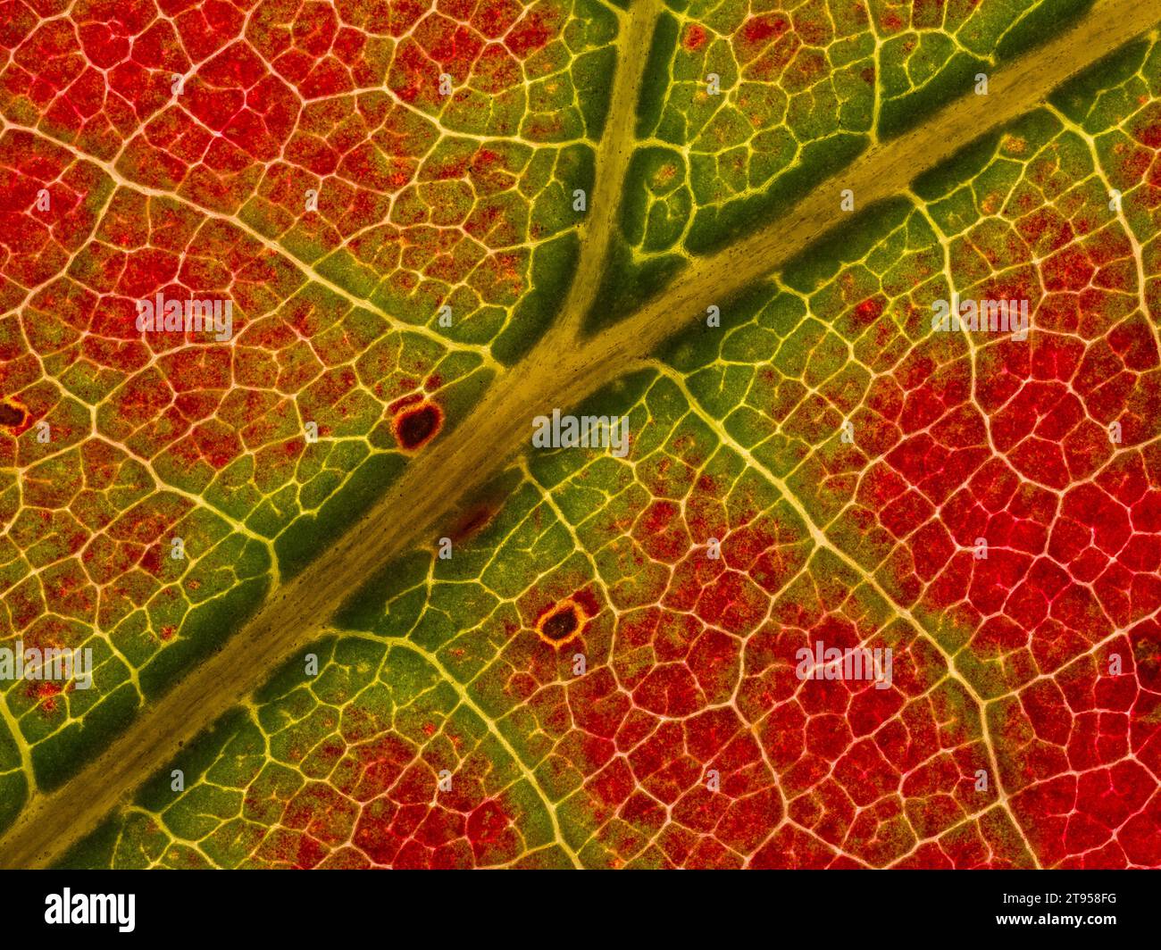 maple (Acer spec.), autum leaf in backlight, detail Stock Photo - Alamy