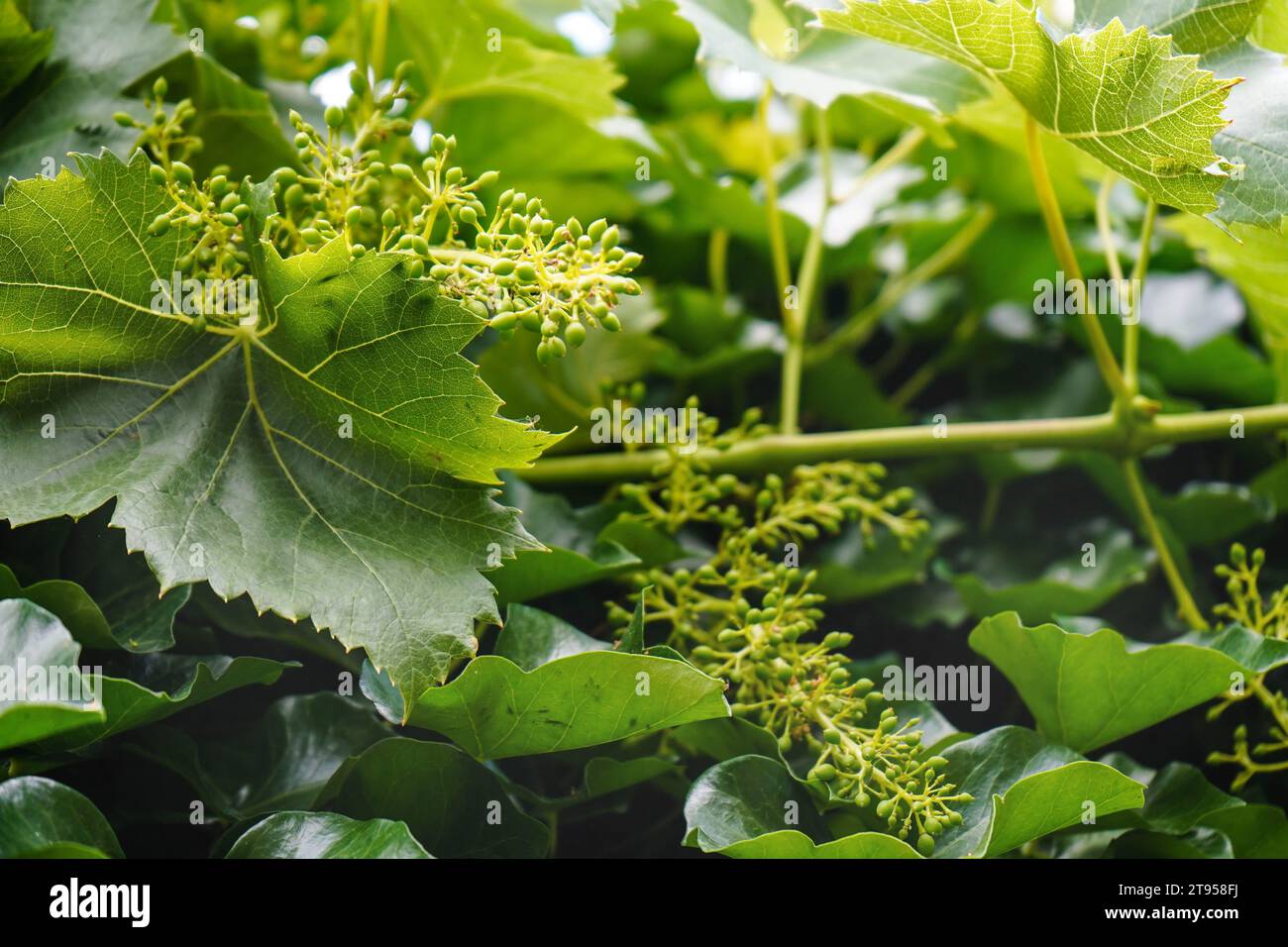 grape-vine, vine (Vitis vinifera), young grapes at shrub Stock Photo - Alamy