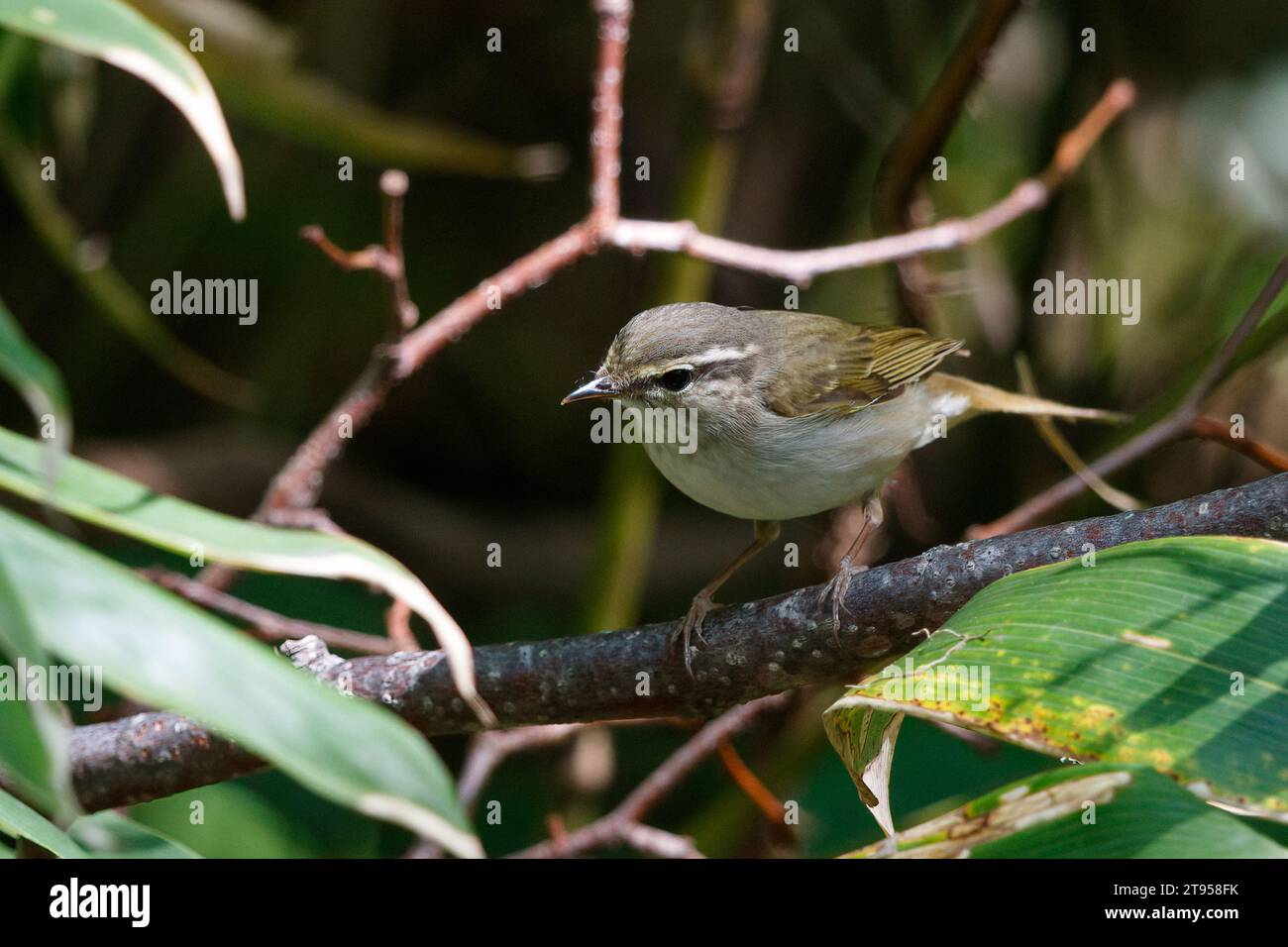 Pale legged warbler hi-res stock photography and images - Alamy