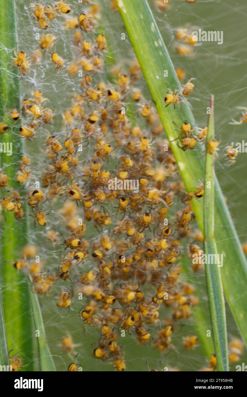 cross orbweaver, European garden spider, cross spider (Araneus ...