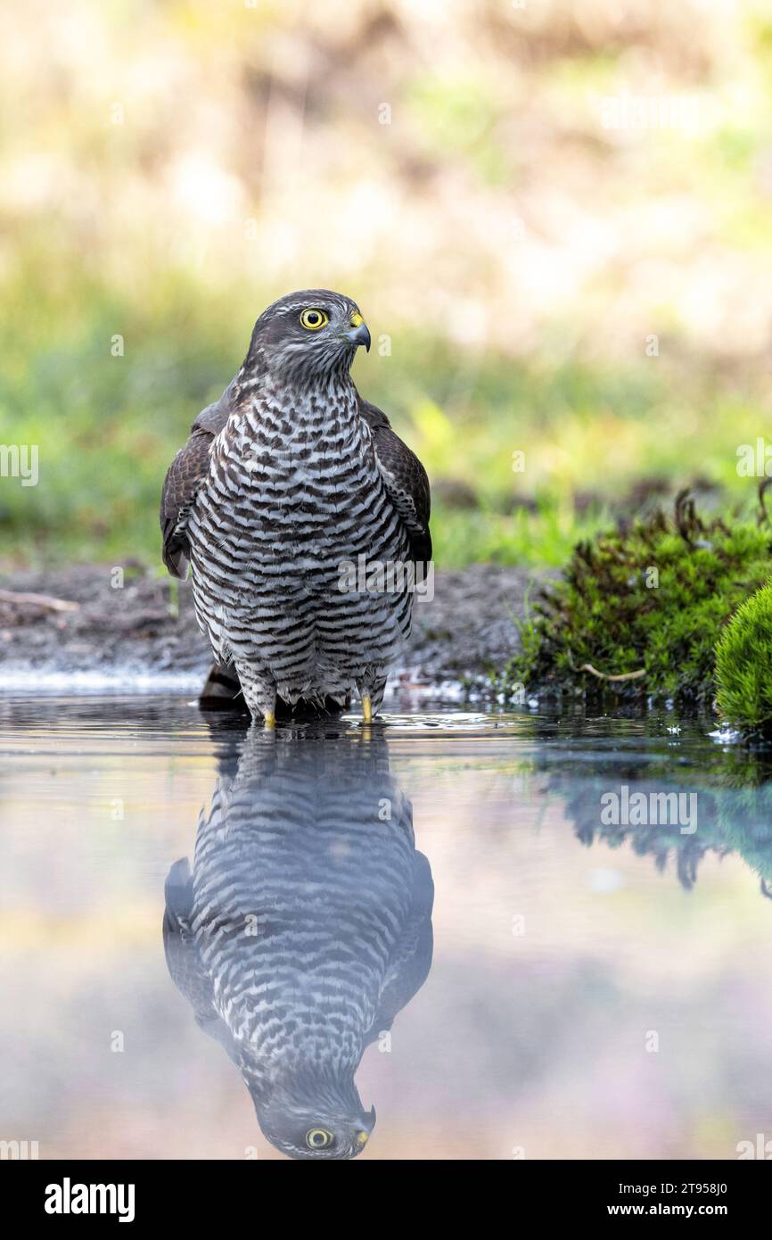 northern sparrow hawk (Accipiter nisus), female standing in water ...